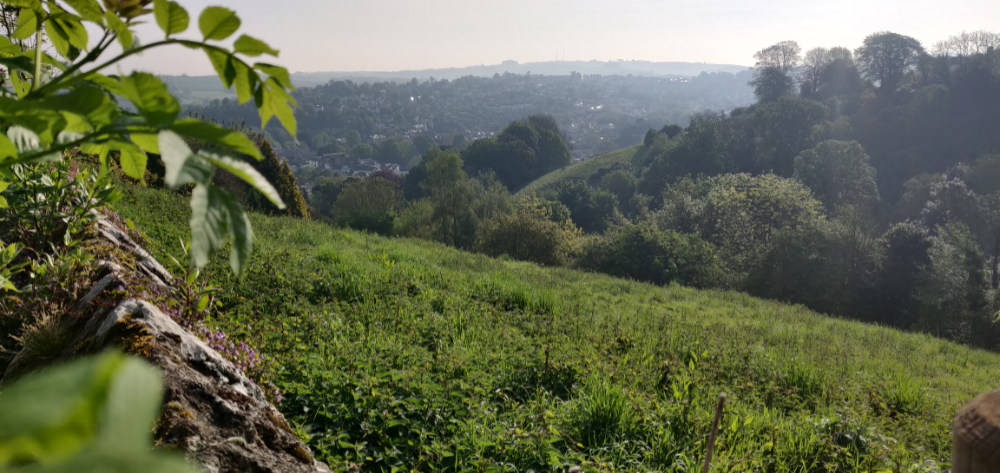 A New Forest for Totnes - Temperate Forest